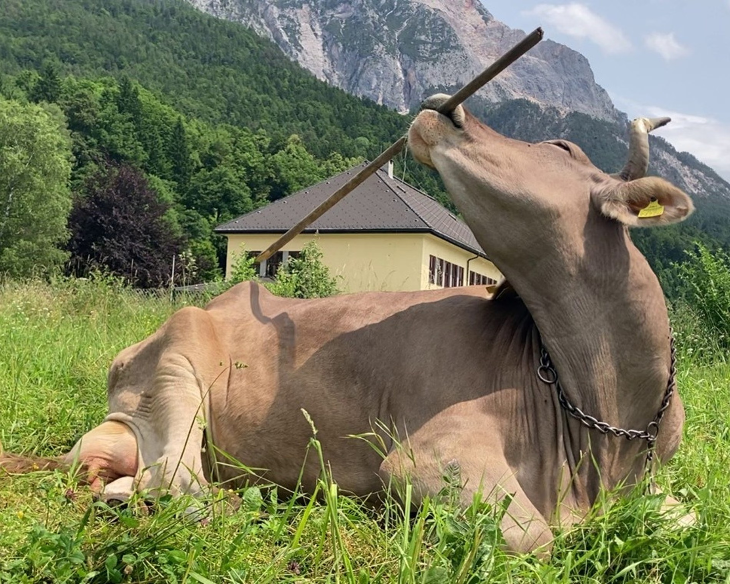 A cow has amazed scientists by using a stick to scratch its back.