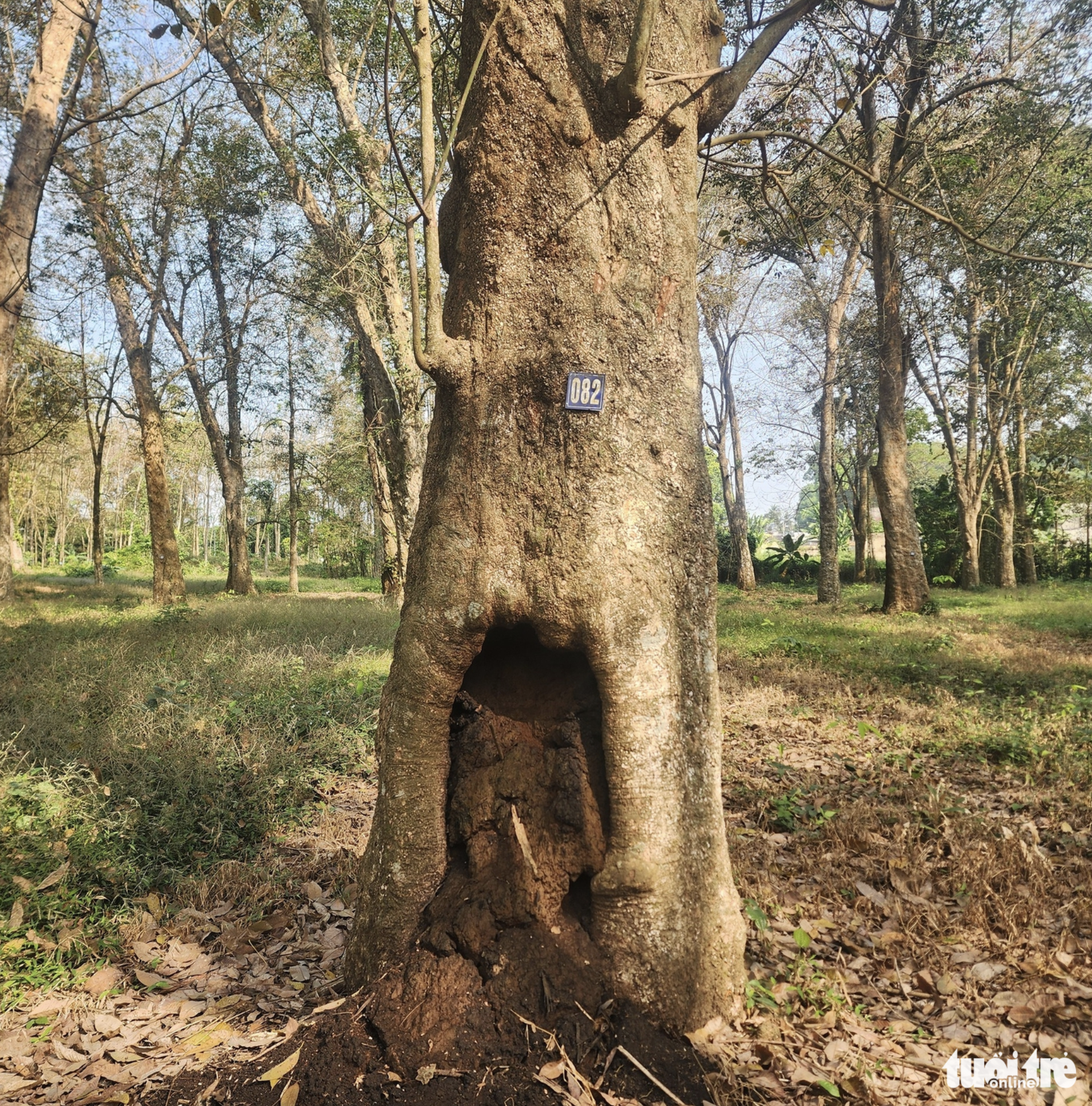 Exploring Vietnam’s 120-year-old rubber tree garden planted by French