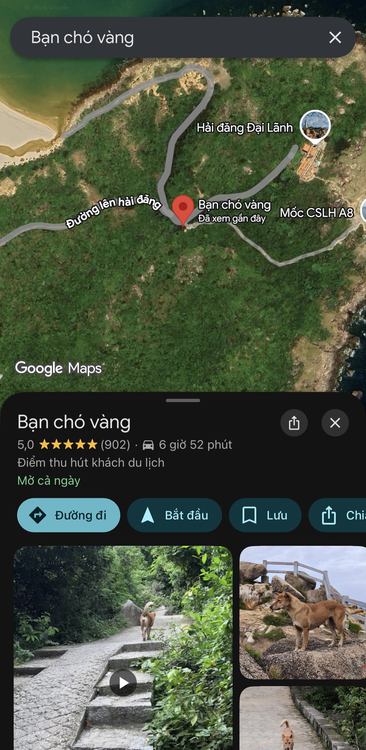 Chú chó vàng được đánh giá 5 sao trên Google Maps và câu chuyện về 'bạn ...