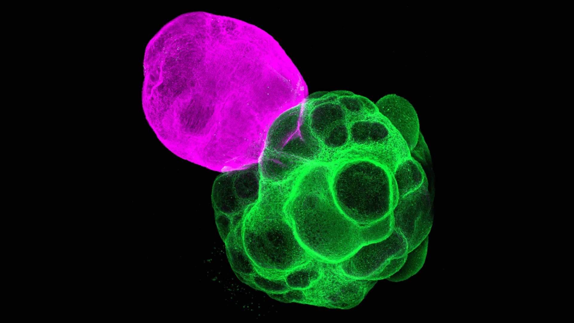 Human brain circuitry successfully recreated in laboratory for the ...
