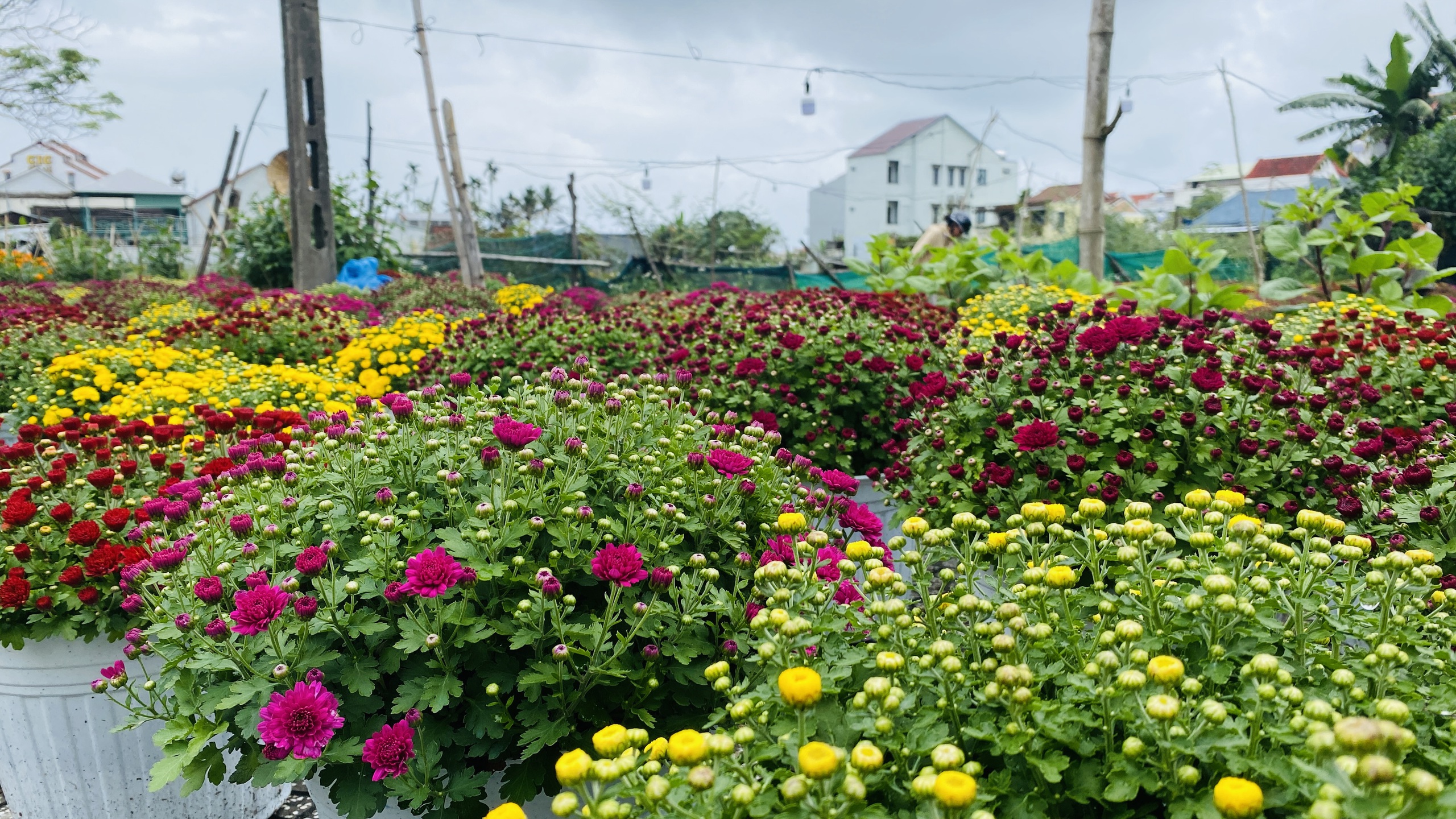 Da Nang'daki Tet çiçek pazarı, 'cüce krizantemler' ile şaşırtıyor.