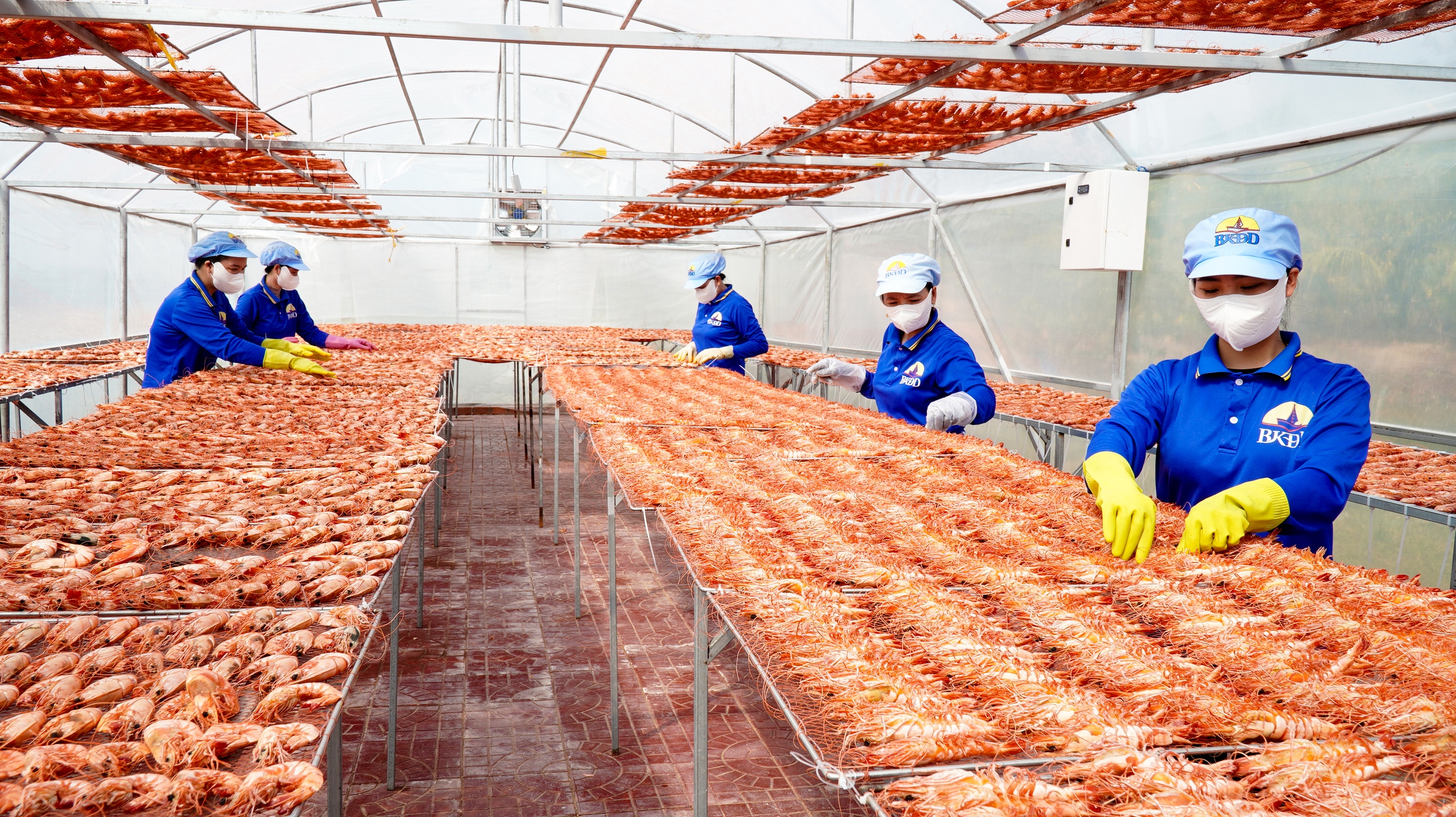 Tôm khô móng chim Cà Mau vượt mốc 2,2 triệu đồng/kg - Tuổi Trẻ Online