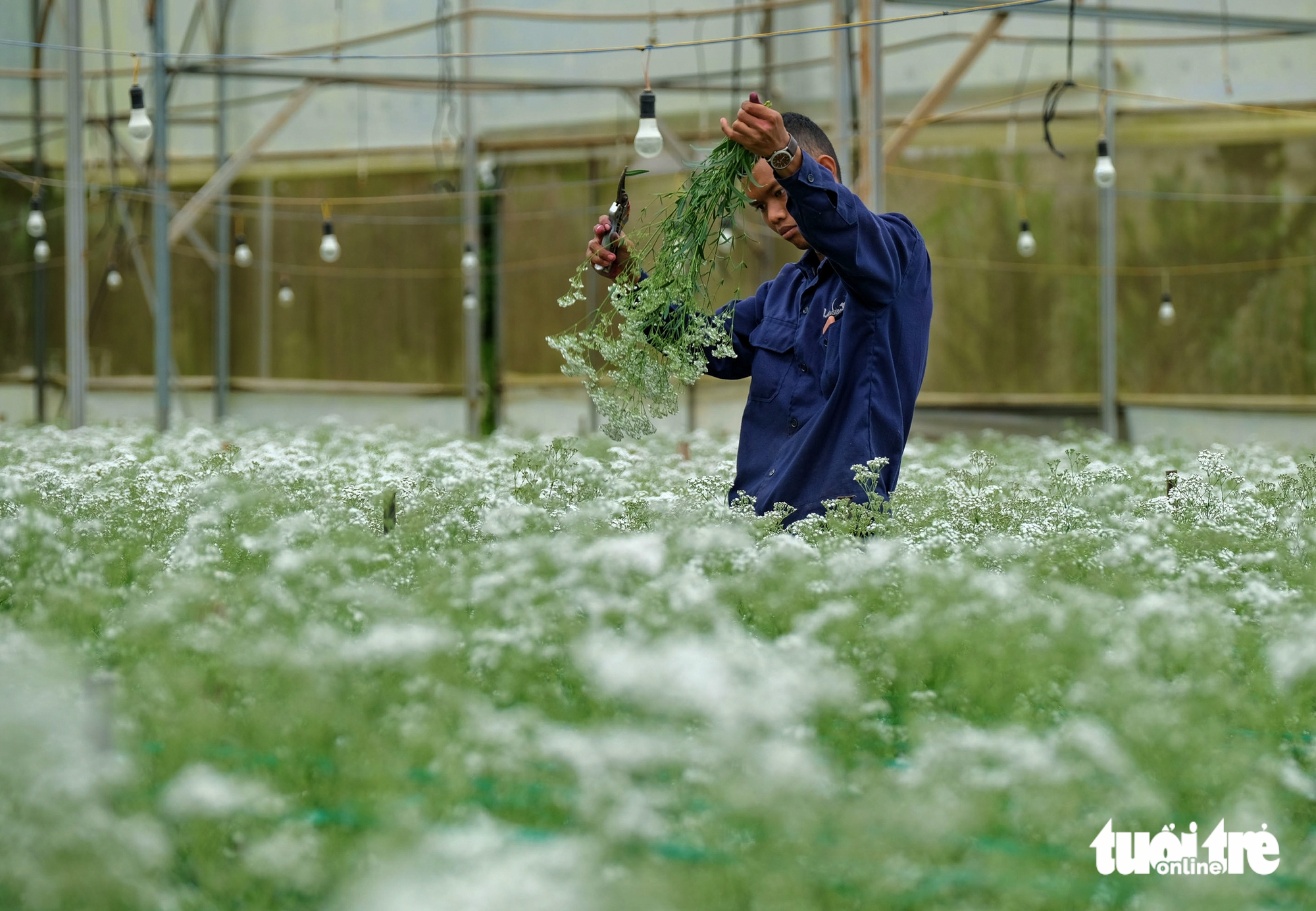 Dalat Flowers: Dari 35 migran dari Hanoi menjadi pusat bunga Asia