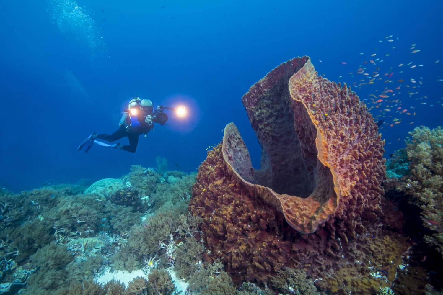 Discovery of a 541-million-year-old molecule reveals the first animals ...