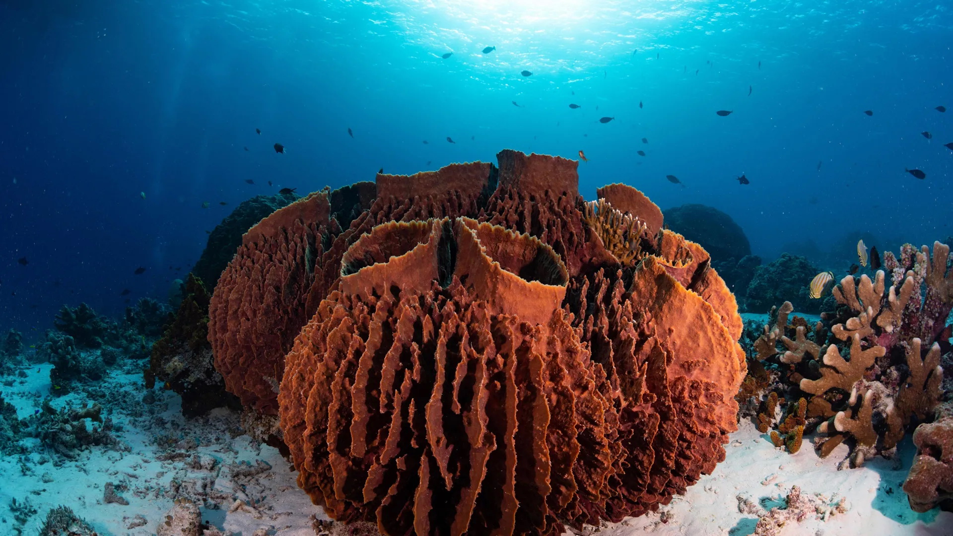 Discovery of a 541-million-year-old molecule reveals the first animals ...