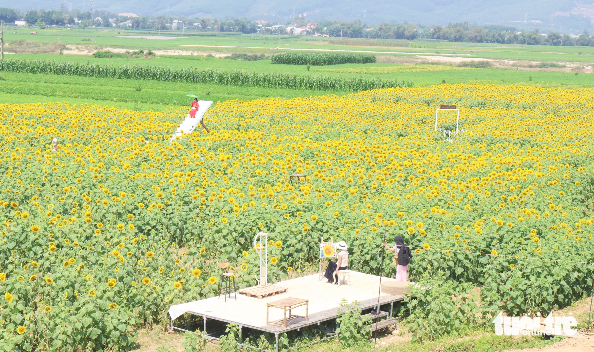 Rực vàng cánh đồng hoa hướng dương ven sông Vu Gia, du khách đổ xô ...