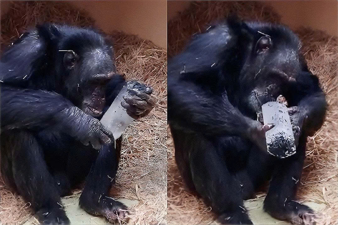 Chimpanzees also like sparkling stones, just like humans.