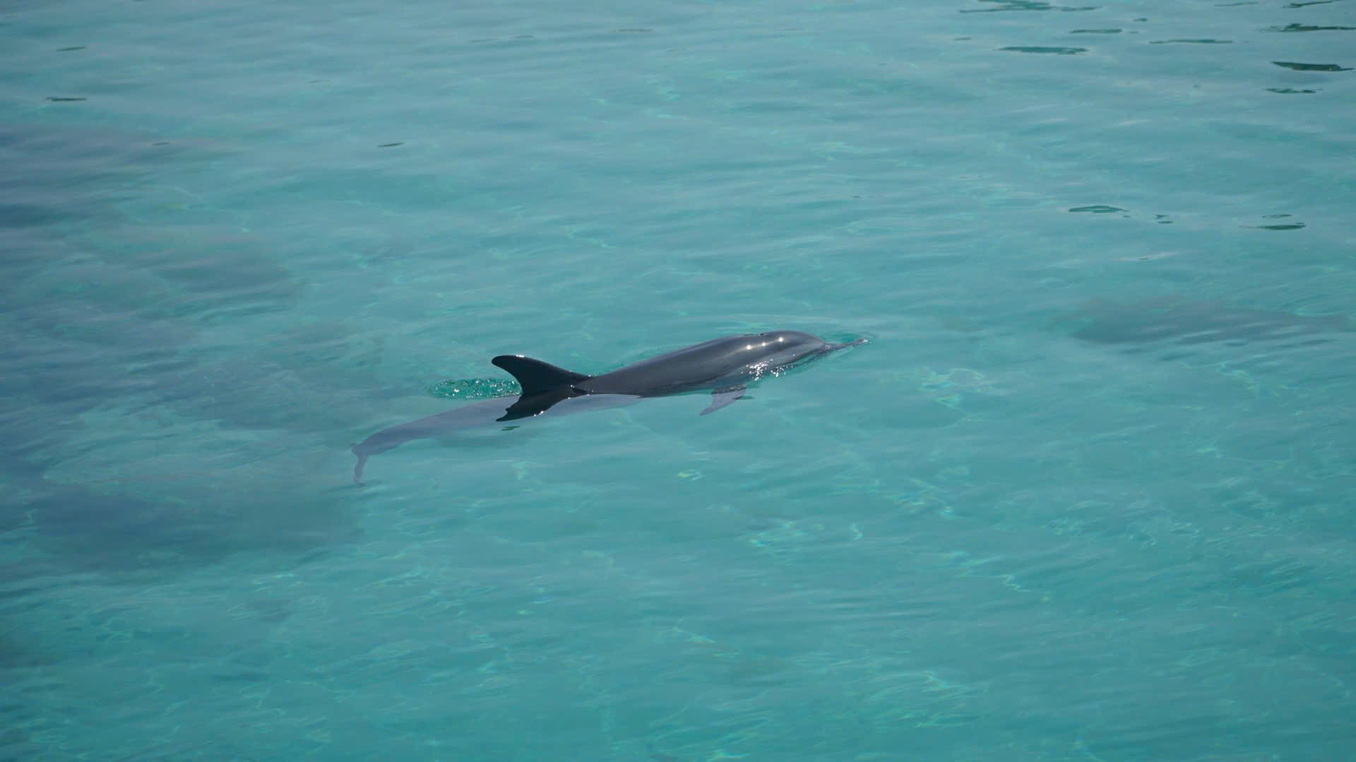 Dolphin swims close to shore at Vietnam’s Ly Son Island, drawing crowds