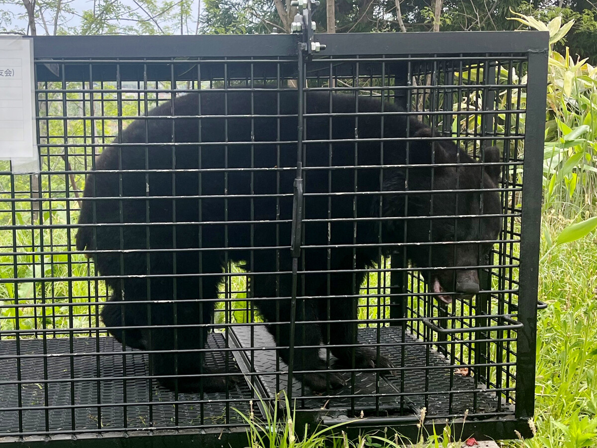Bear sightings hamper school activities in Japan