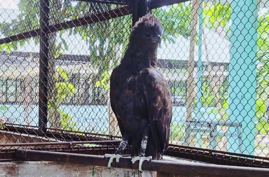 Bẫy chim bắt gà, người dân giao nộp công an mới biết đó là ... đại bàng ...