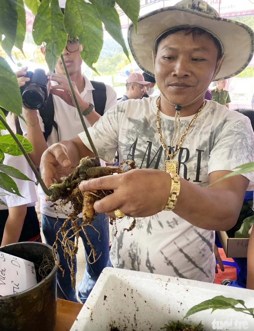 Da Nang se prépare pour le Festival international du ginseng et des ...