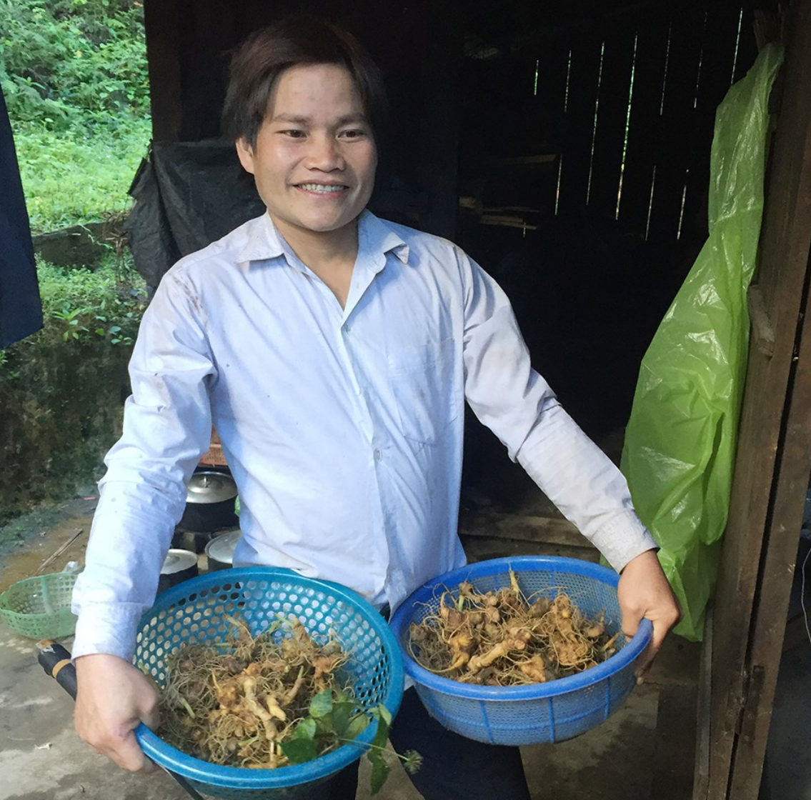 Da Nang se prepara para el Festival Internacional de Ginseng y Hierbas ...
