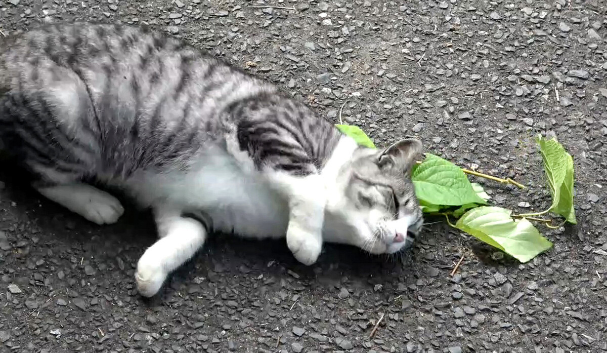 Japan team finds cats prefer silver vine over catnip