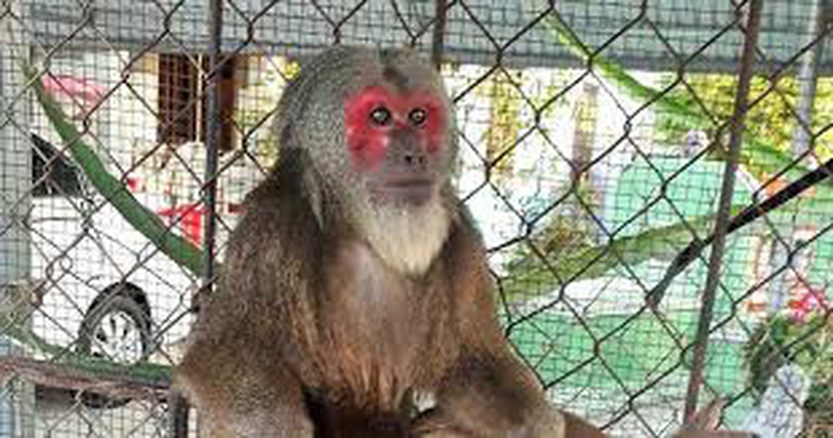 Khỉ mặt đỏ quý hiếm 'đại náo' khu dân cư - Tuổi Trẻ Online