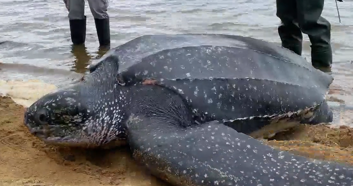 Video: Giải cứu rùa 'khủng' nặng 272kg bị mắc kẹt bên bờ sông - Tuổi ...