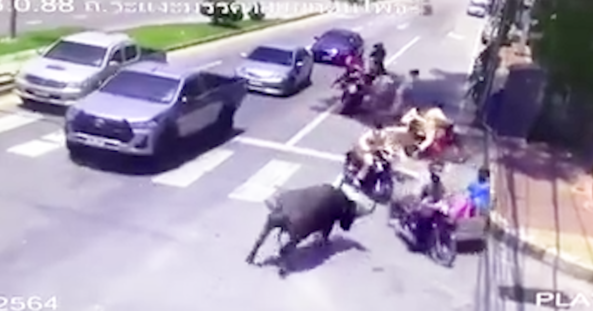 Video: Trâu 'điên' gây náo loạn trên đường phố Thái Lan - Tuổi Trẻ Online