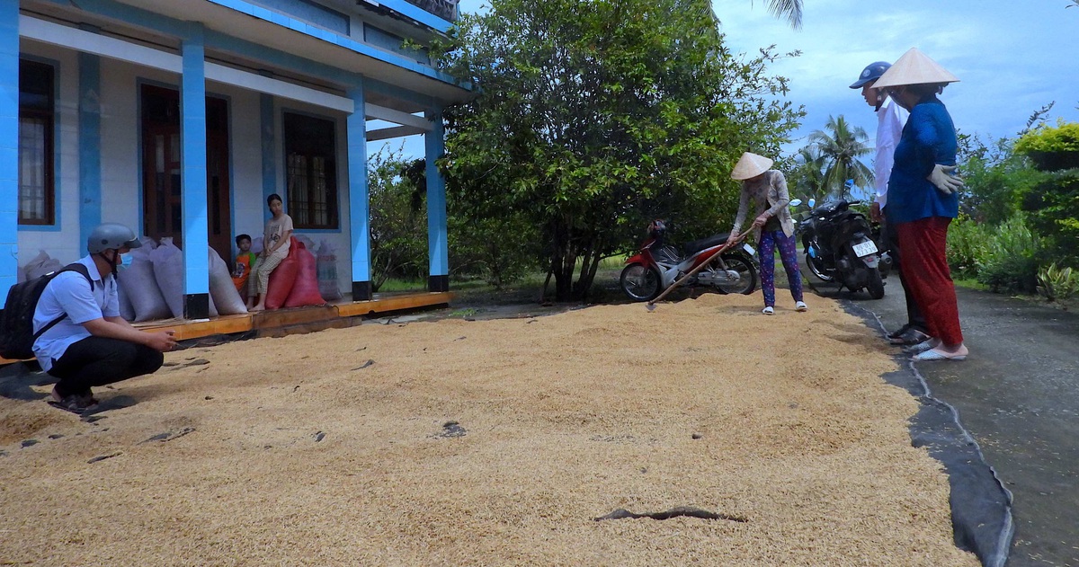 Nông dân Cà Mau bán lúa ‘ngon nhất thế giới' chỉ với giá 4.500 đồng/kg ...