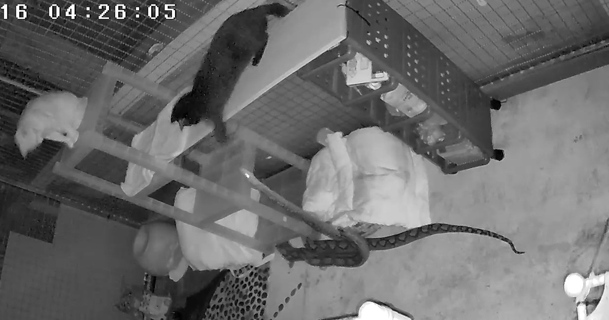 Video: Khoảnh khắc mèo 'tát' thẳng mặt trăn để giải vây cho đồng loại ...