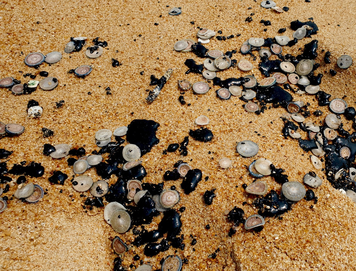 Dầu vón cục ở 14km bờ biển Tuy Hòa: Do tàu lớn trên biển thải ra ...