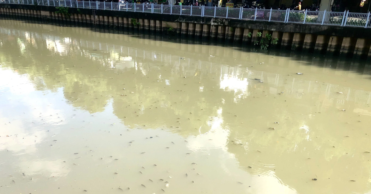 Rác thải, cá nổi dày đặc trên kênh Nhiêu Lộc - Thị Nghè sau cơn mưa lớn ...