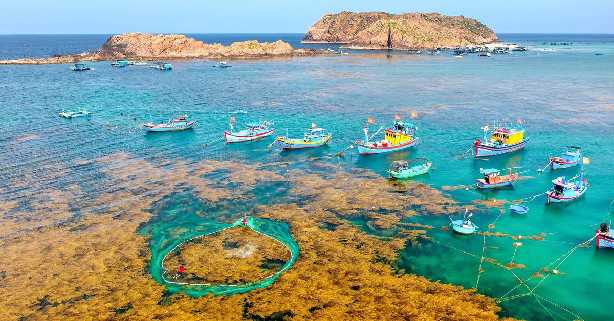 Làng chài Nhơn Hải hớp hồn du khách mùa rong biển - Tuổi Trẻ Online