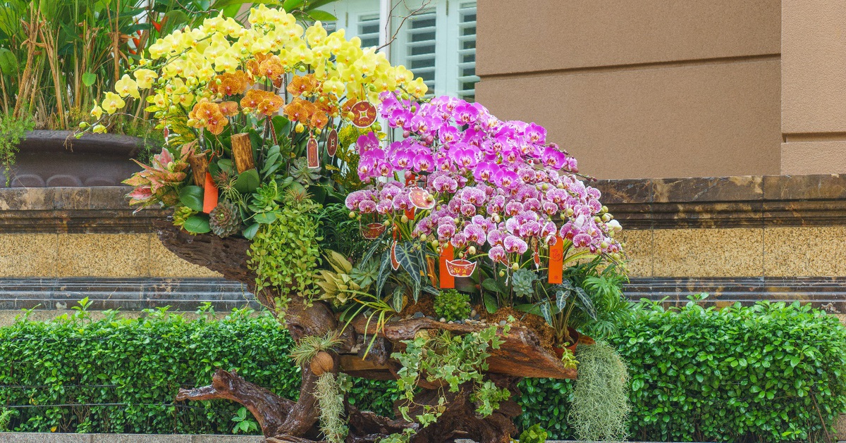 Lũa lan Moon Flower - Món quà sang trọng cho ngày xuân - Tuổi Trẻ Online