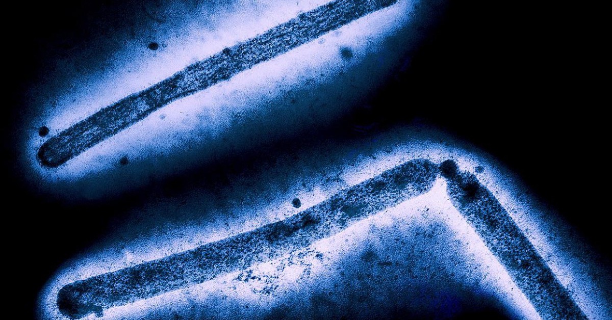 Vi rút H5N1 liên tục đột biến, nguy cơ lây lan nhanh ở người - Tuổi Trẻ Online