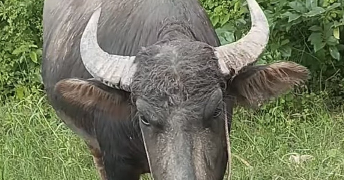 Trâu 'điên' đuổi húc hai người bị thương ở Bạc Liêu - Tuổi Trẻ Online