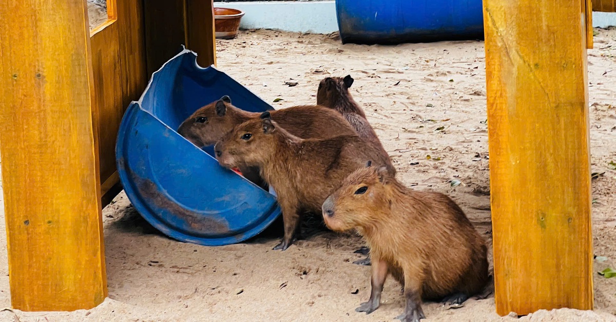 Thảo cầm viên Sài Gòn ra mắt gia đình ‘bộ ngoại giao’ capybara - Tuổi ...