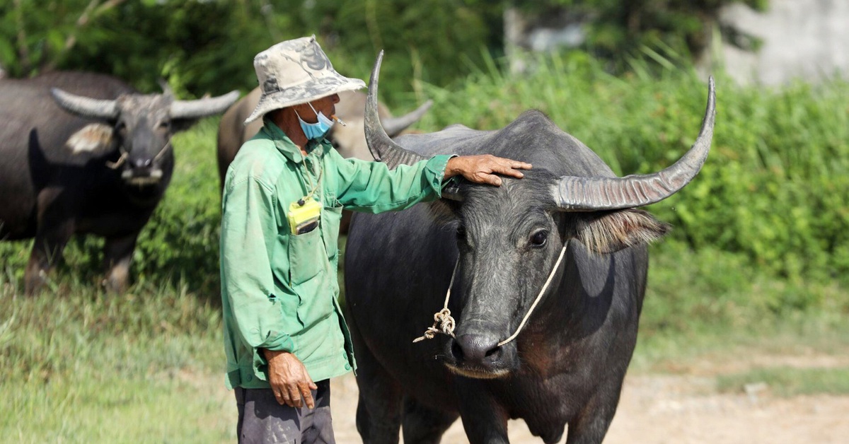 Ba đời làm nông dân giữa thành phố - Tuổi Trẻ Online