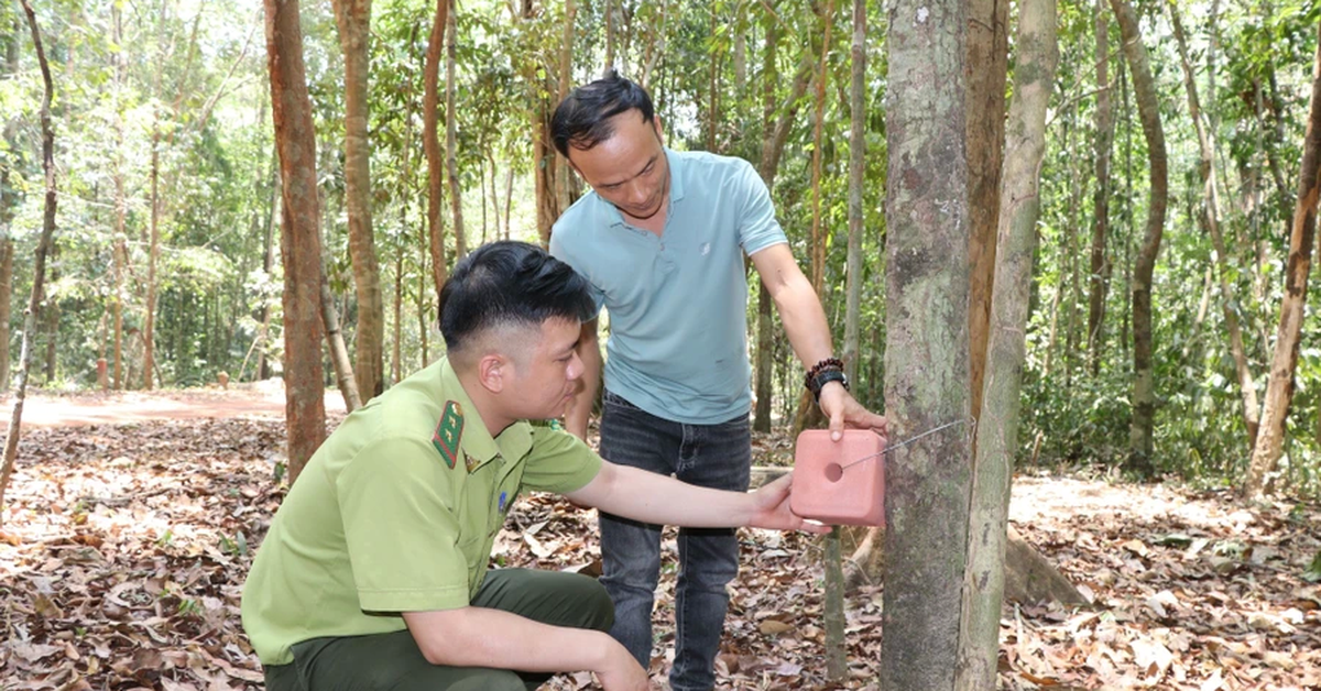 Nhân viên bảo tồn, kiểm lâm 'tiếp nước' và khoáng chất cho thú rừng mùa ...