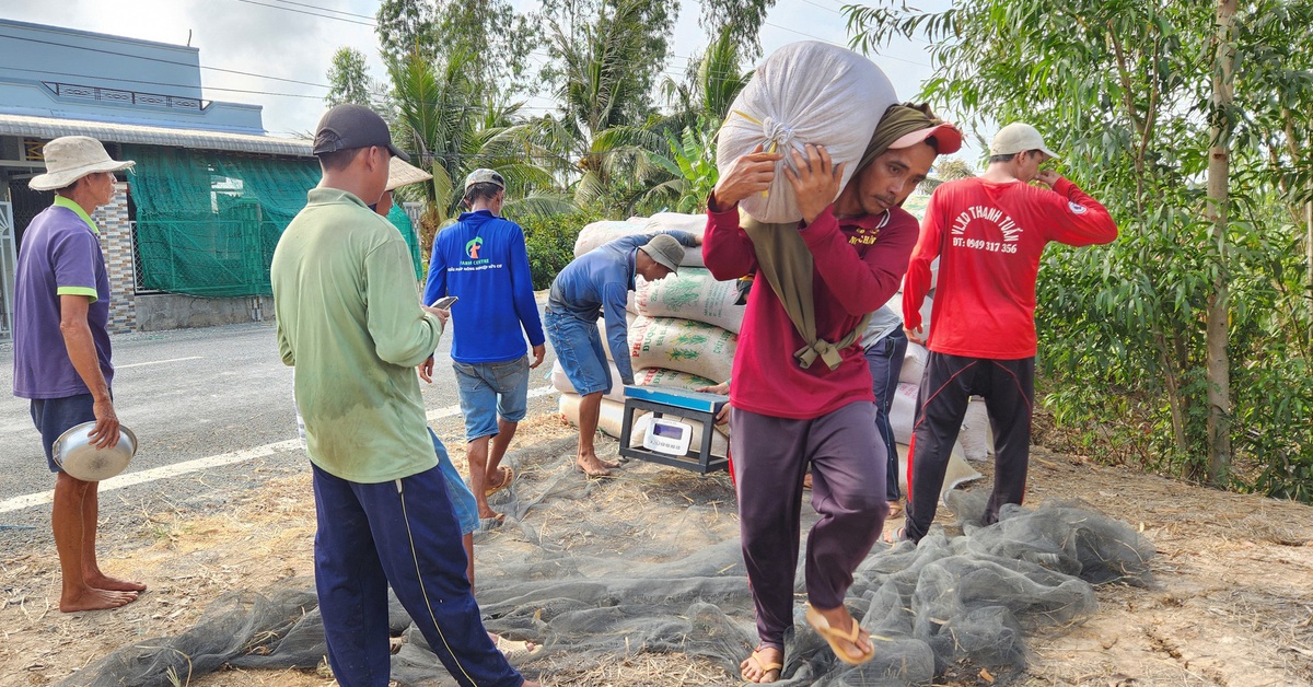 Thu mua lúa gạo miền Tây: quản lý thương lái cách nào cho nông dân sống ...