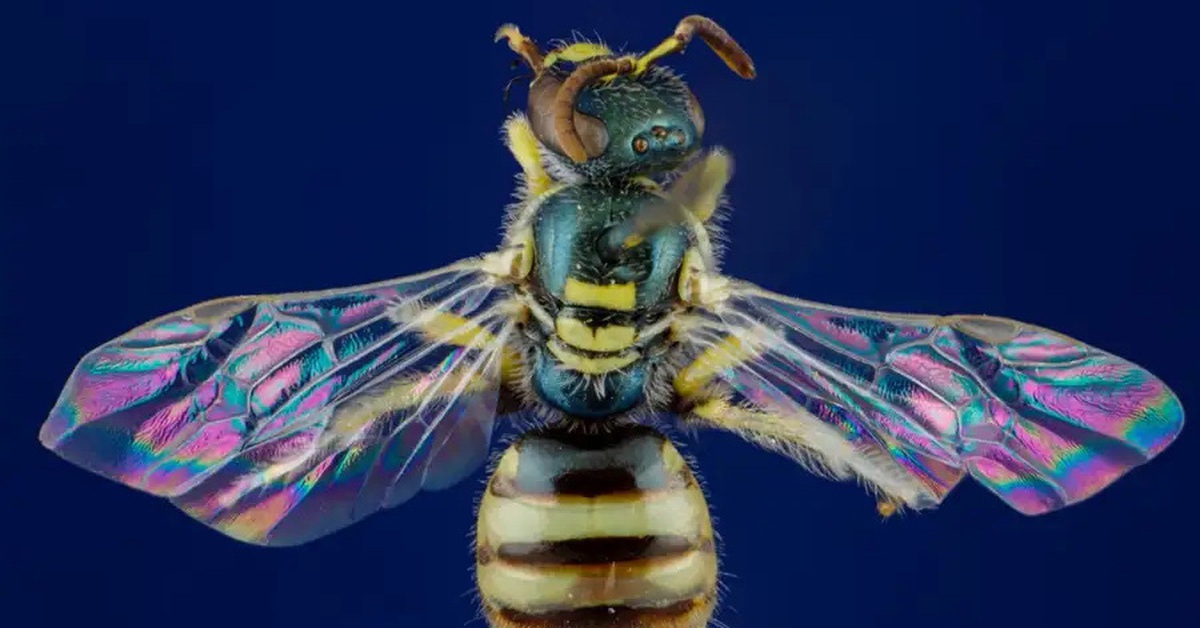 Khám phá những điều có thể bạn chưa biết về loài ong - Tuổi Trẻ Online