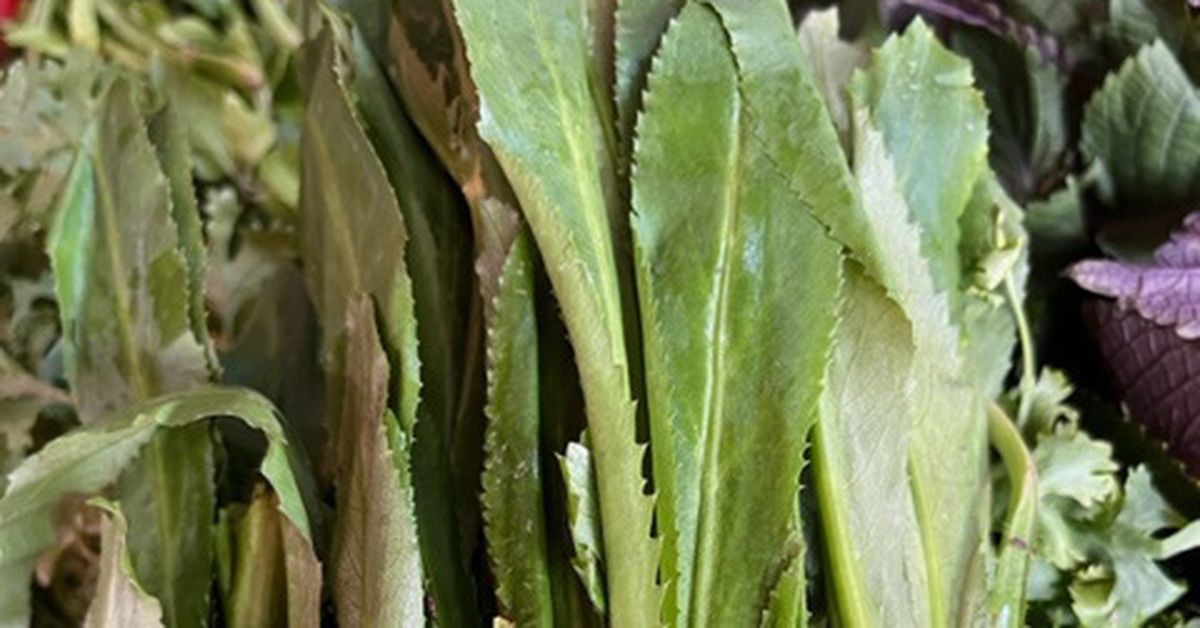 Ngò gai cực quen thuộc và có tác dụng trị bệnh không ngờ - Tuổi Trẻ Online