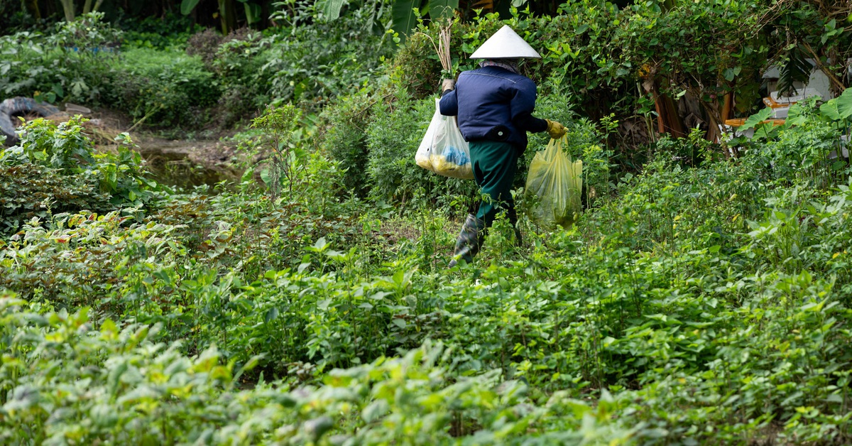 Ngã ngửa vì cọc tiền mua đất liền kề lòi ra đất biệt thự - Tuổi Trẻ Online
