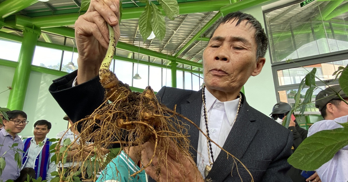 Xây dựng thương hiệu chung sâm Việt Nam hay làm riêng lẻ sâm Ngọc Linh ...