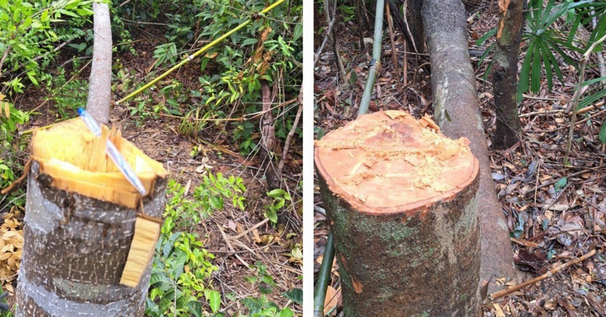 Tổng giám đốc công ty và 2 doanh nghiệp bị phạt vì chặt, phá rừng ...