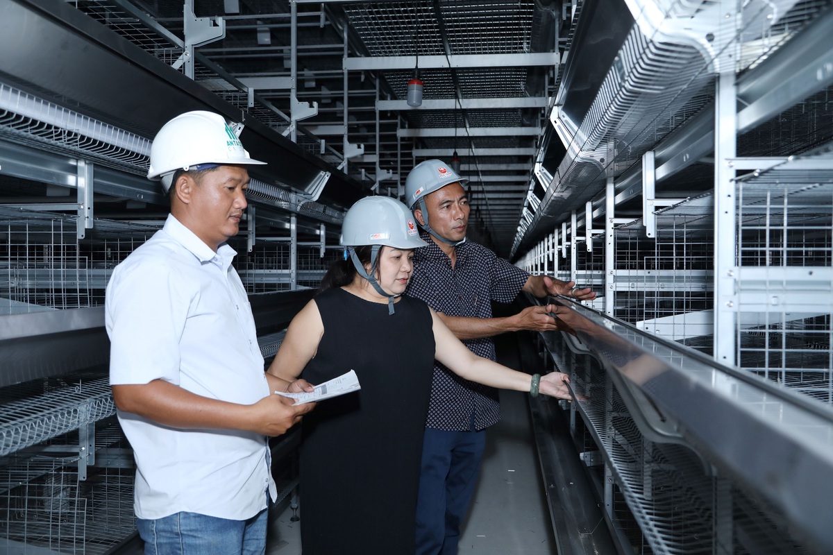 Mebi Farm - ứng dụng công nghệ cao vào chăn nuôi gà đẻ trứng - Tuổi Trẻ ...