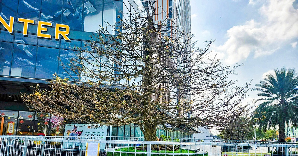 Cây mai 'Cổ xù kỳ mỹ' được rao với giá 12,9 tỉ đồng ở Kiên Giang - Tuổi ...