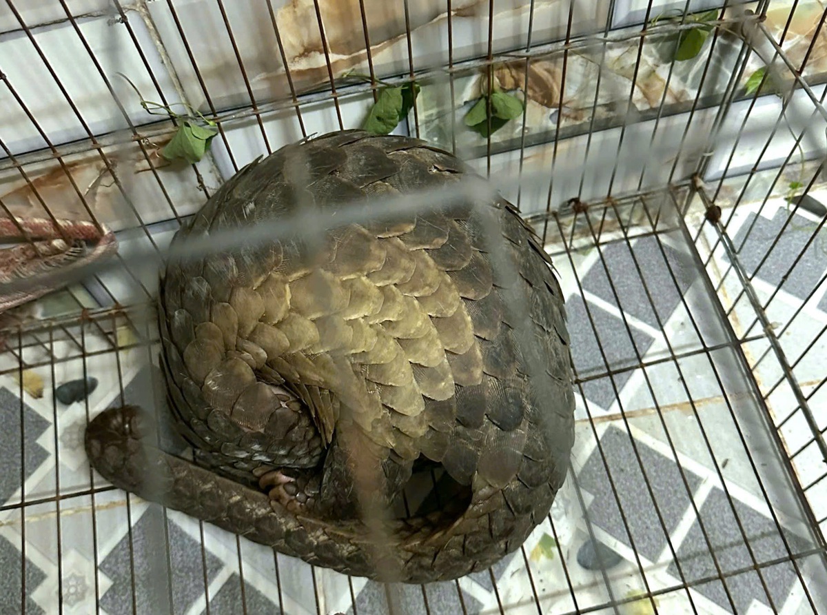 Phát hiện tê tê Java quý hiếm bò giữa đường tại khu dân cư ở Nhà Bè ...