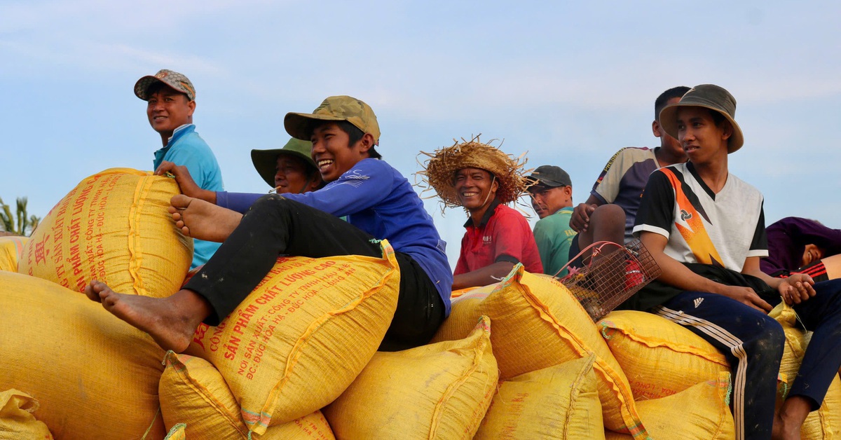 Hối hả gặt lúa vàng ăn Tết - Tuổi Trẻ Online