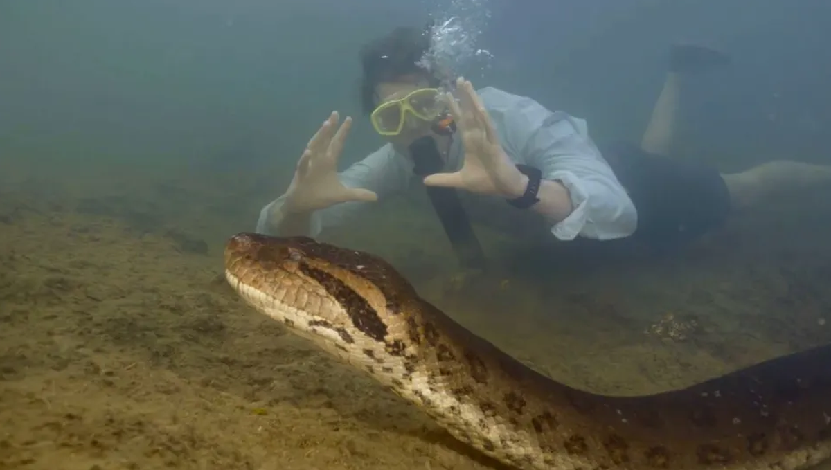 Video 'chạm mặt' rắn khổng lồ dưới sông ở Amazon - Tuổi Trẻ Online