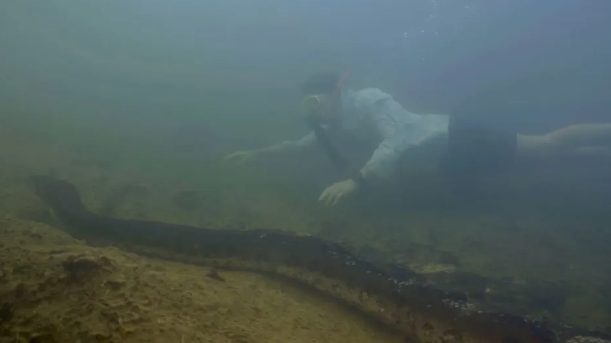 Video 'chạm mặt' rắn khổng lồ dưới sông ở Amazon - Tuổi Trẻ Online