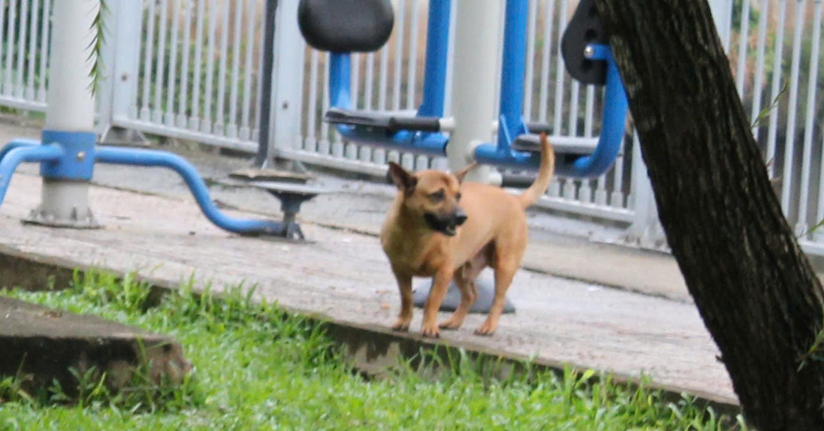 Chó không rọ mõm chạy dọc kênh Nhiêu Lộc - Thị Nghè: 'Dẫn cháu đi dạo ...