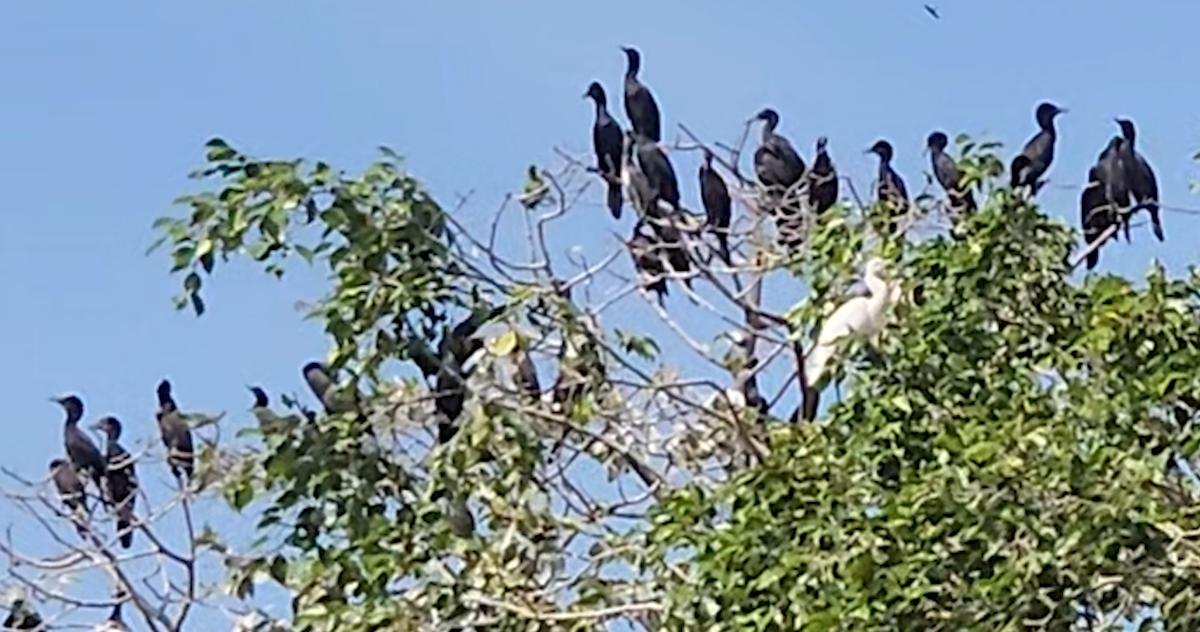 Nhiều người ngạc nhiên với đàn chim trời trú ngụ, làm tổ bên quốc lộ 91 ...