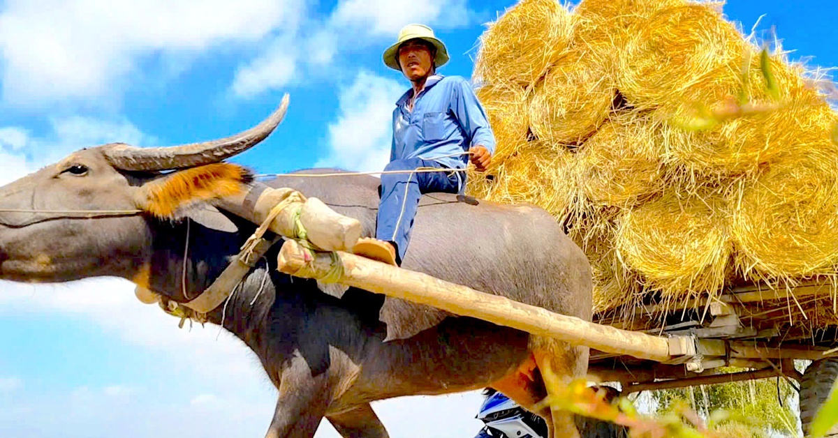 Cộ trâu hiếm hoi, đẹp như thơ trên đồng lúa chín miền Tây - Tuổi Trẻ Online