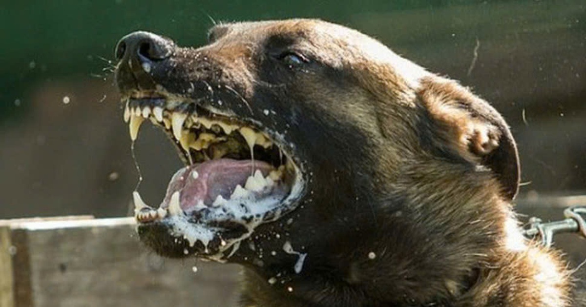 Hai người bị chó cắn, 15 con chó bị tiêu hủy ở ổ bệnh dại xã biên giới ...