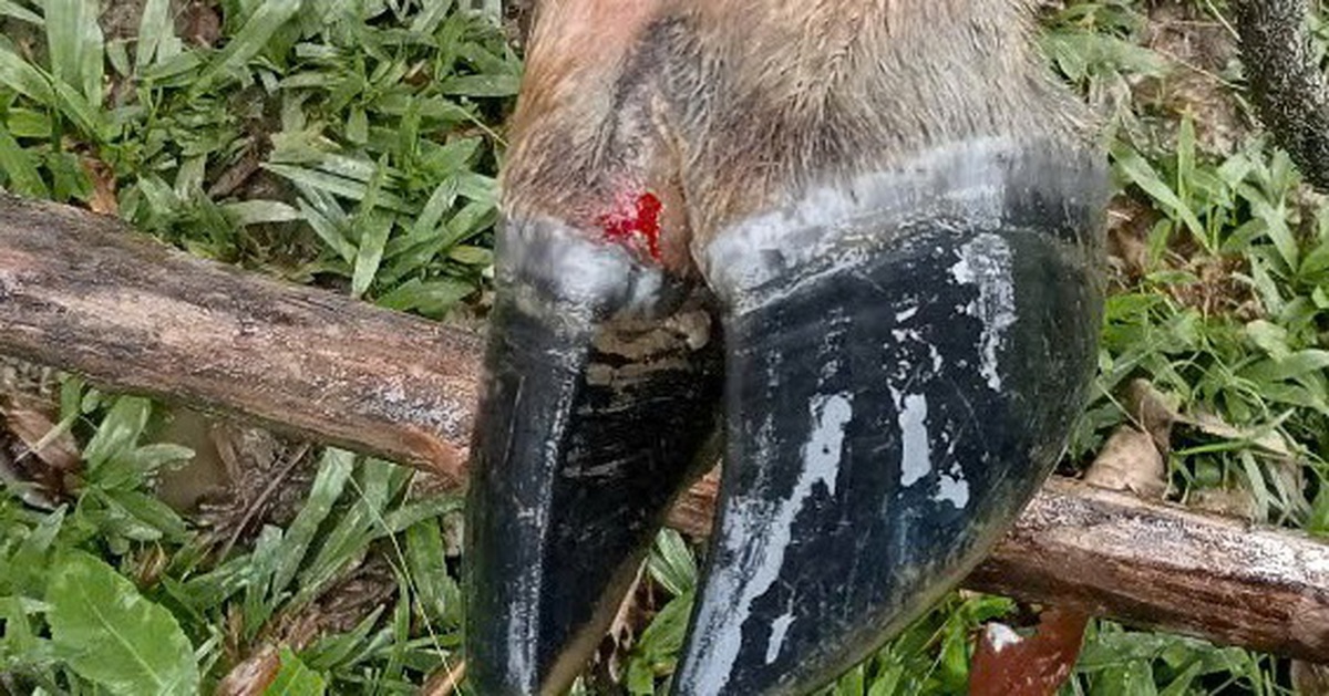 Quảng Ngãi đang dập dịch tả heo ở phía đông, lại lo bò phía tây lở mồm long móng - Tuổi Trẻ Online