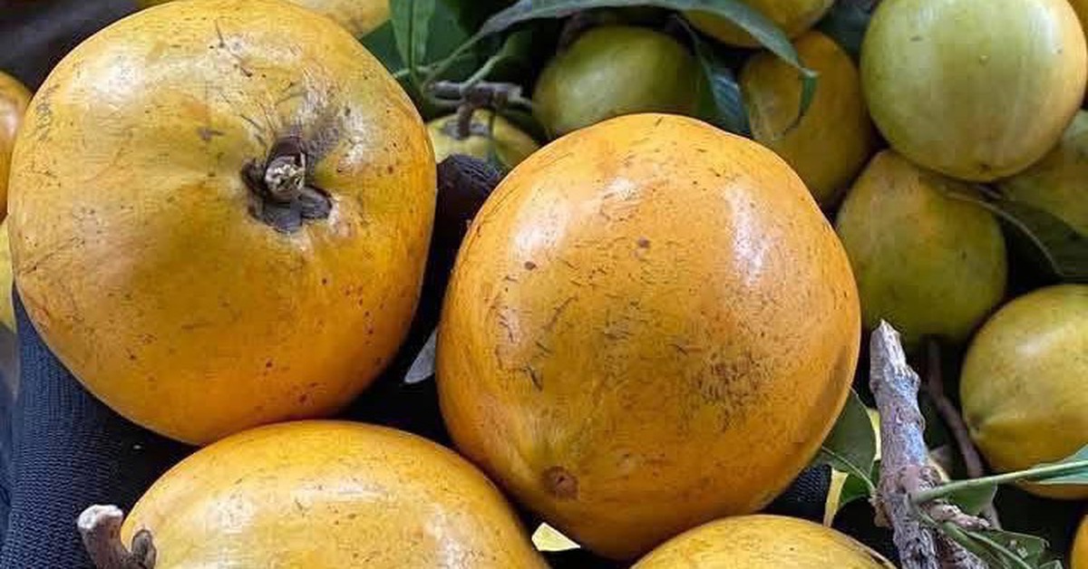 Trái lêkima - 'liều thuốc' tự nhiên rất tốt cho tim - Tuổi Trẻ Online