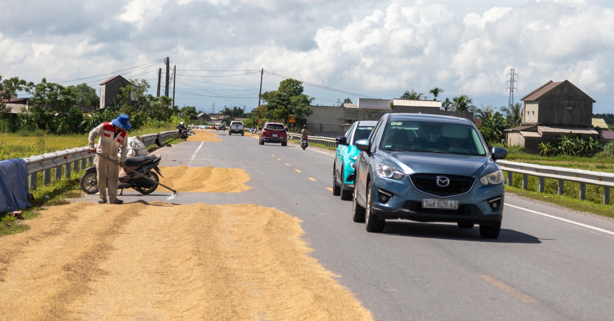 Ngày mùa người dân phơi lúa đầy đường, xảy ra hậu quả nghiêm trọng có thể đi tù - Tuổi Trẻ Online